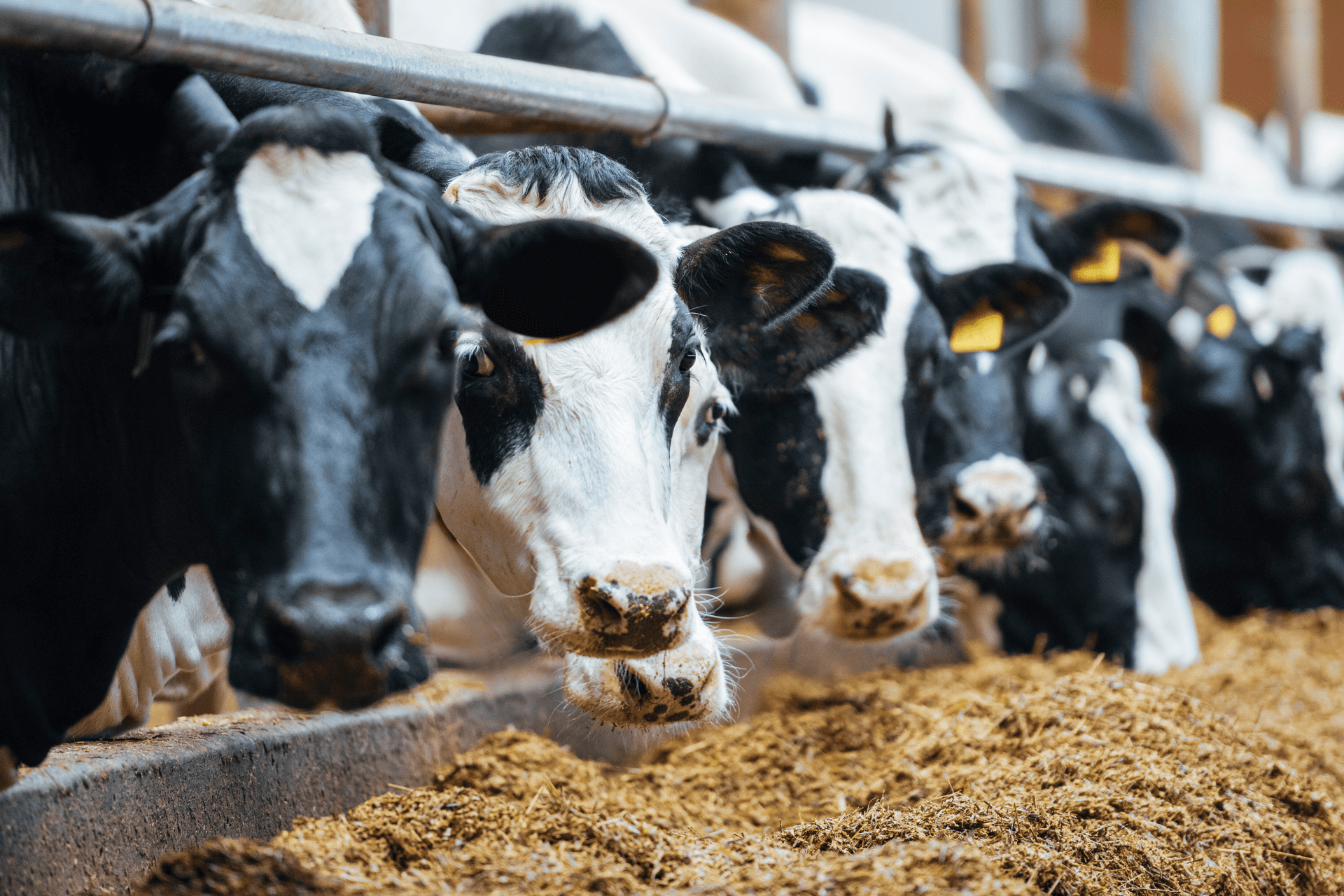 Dairy farming in Canada