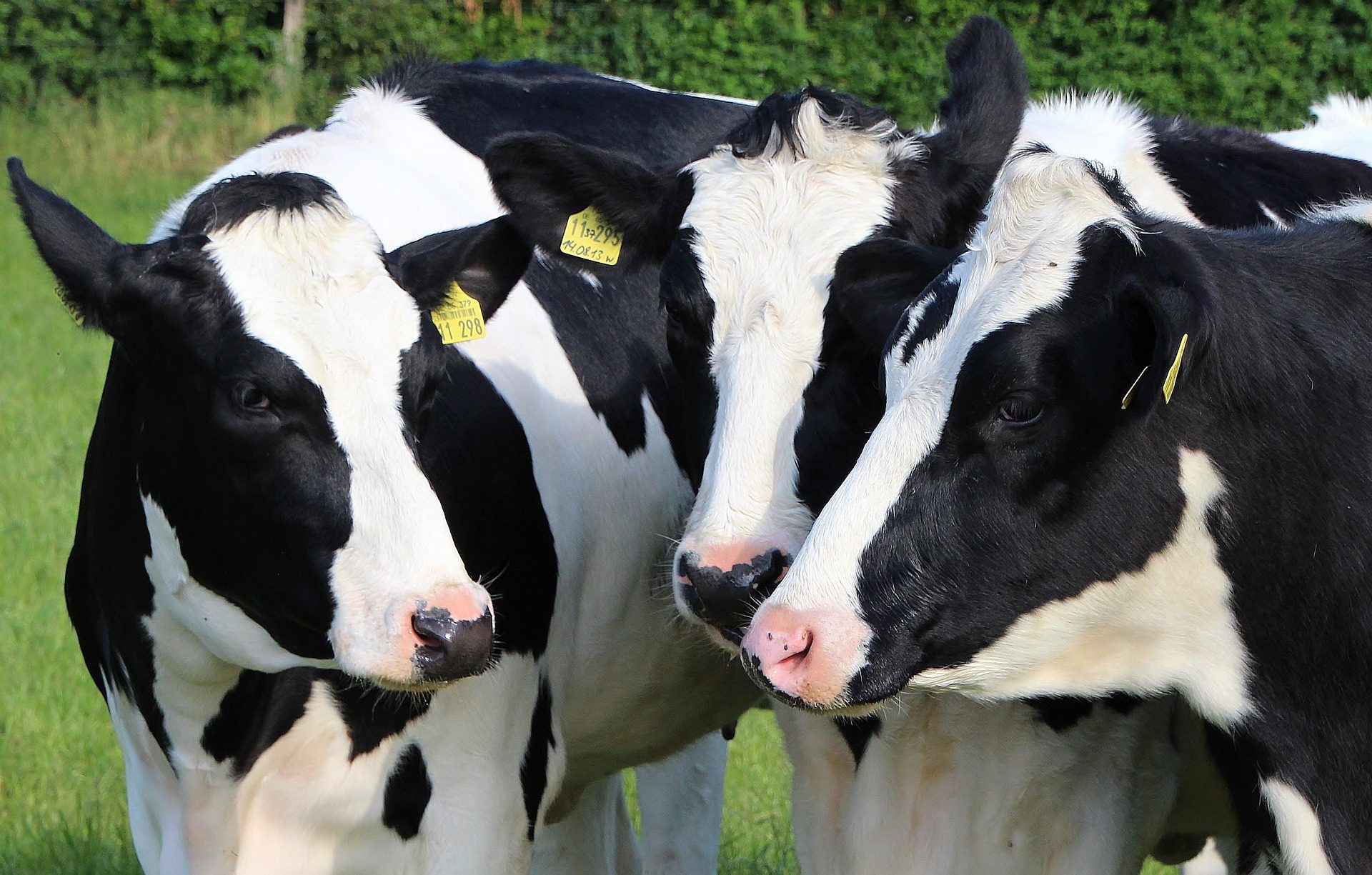 10 fun facts about cows - BC SPCA