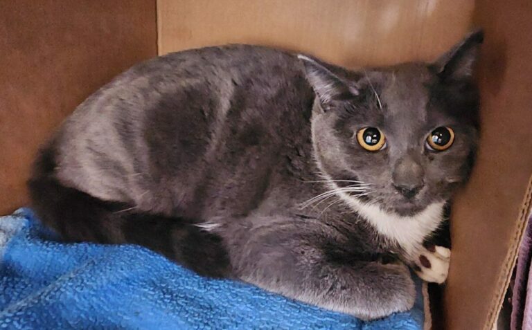 Twenty cats living in unsanitary conditions seized by BC SPCA animal ...