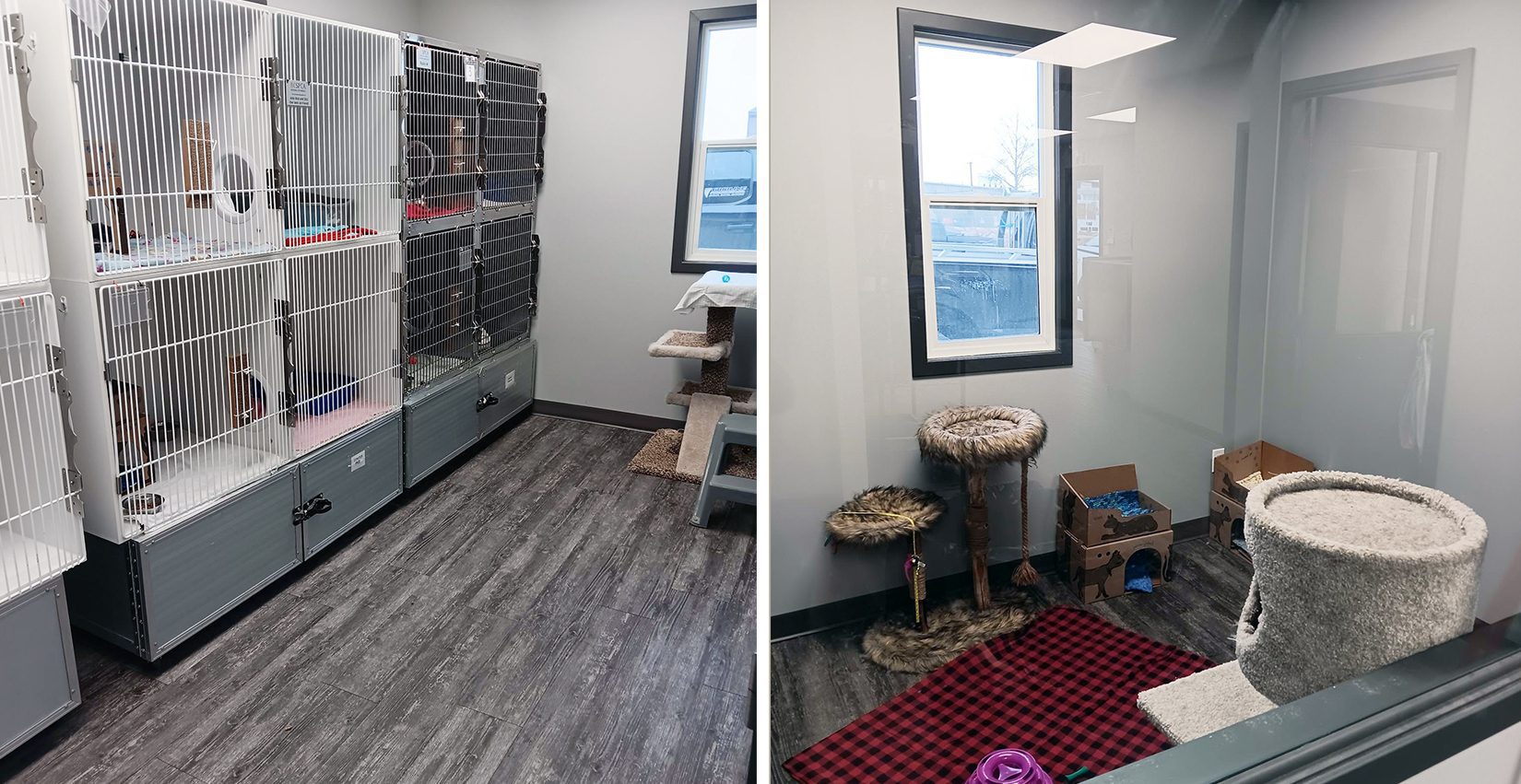 BC SPCA North Peace reopens at new location by appointment only - BC SPCA