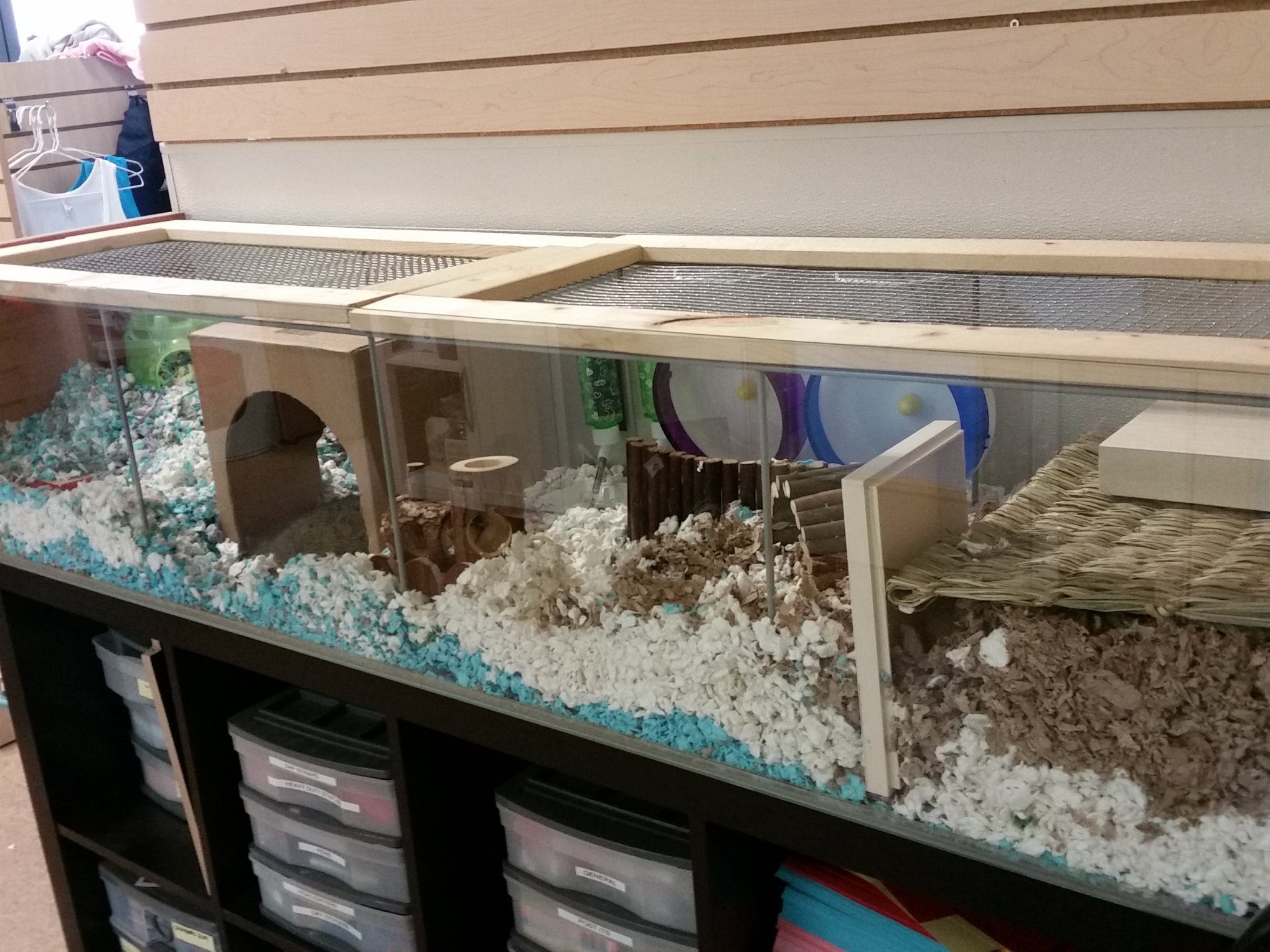 Caring for hamsters - BC SPCA