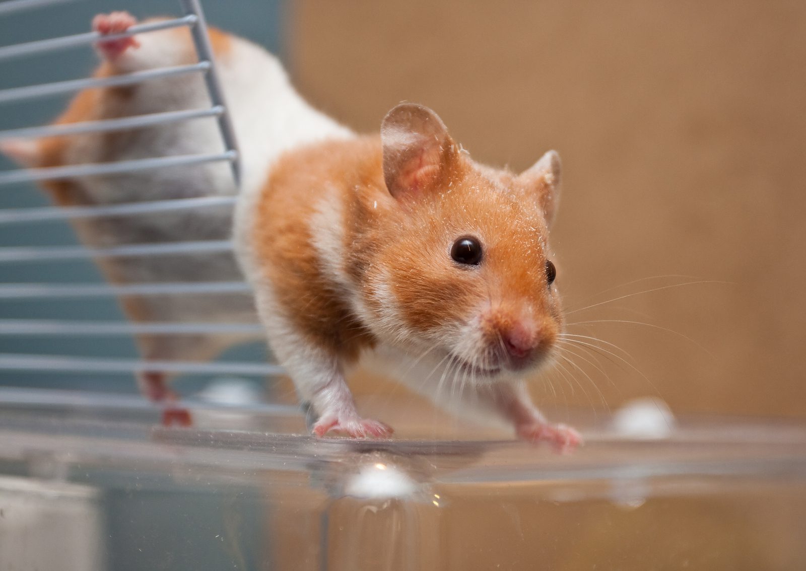 Caring for hamsters - BC SPCA