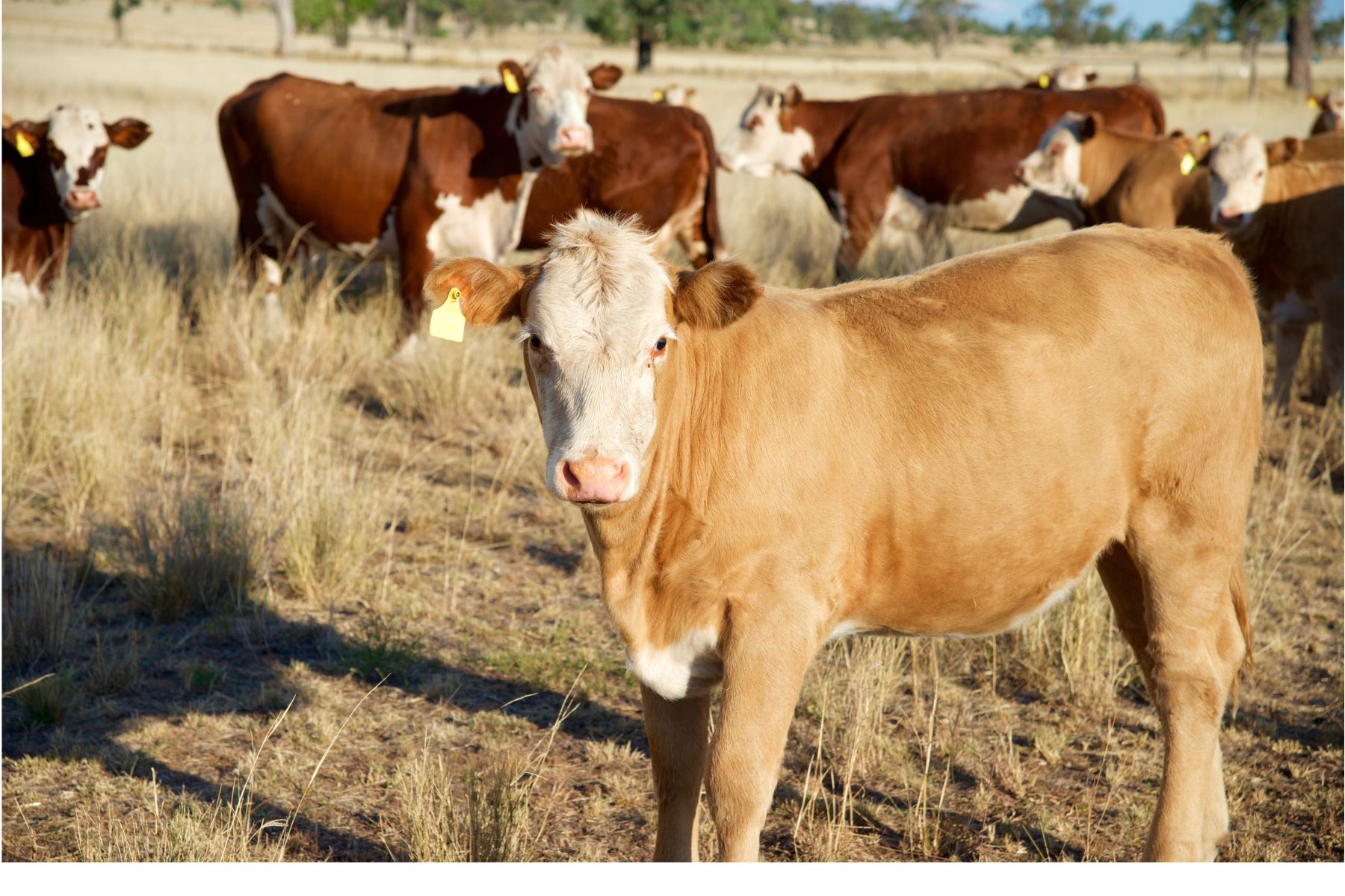 Beef cattle production in Canada
