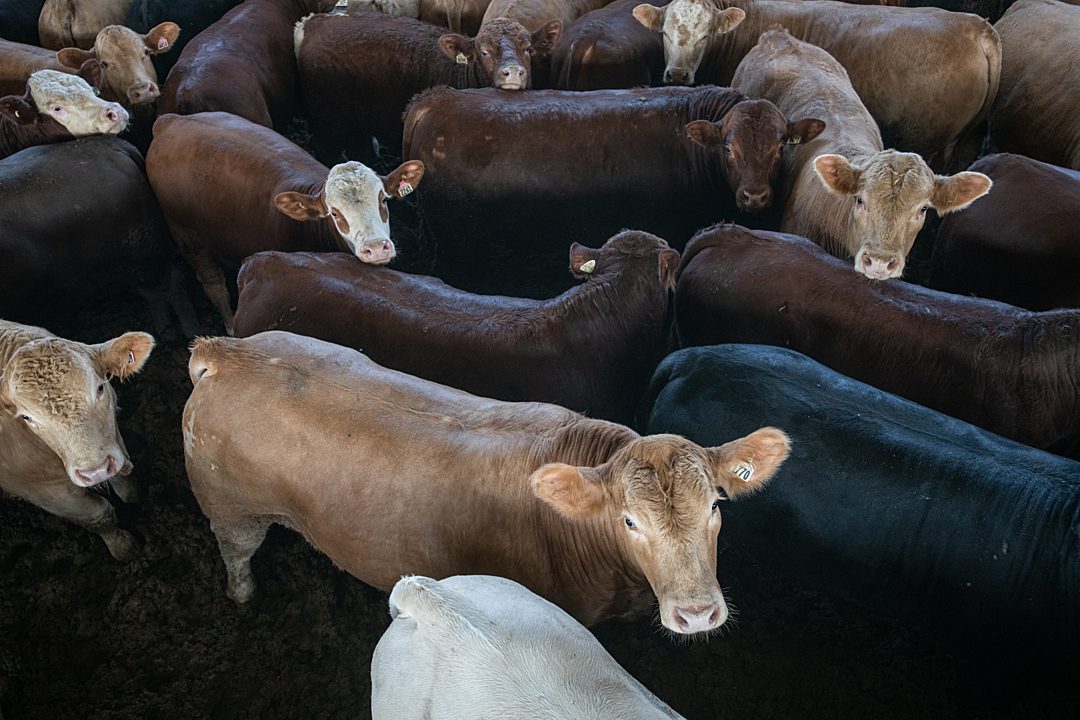 Share your thoughts on beef cattle welfare in just three minutes - BC SPCA