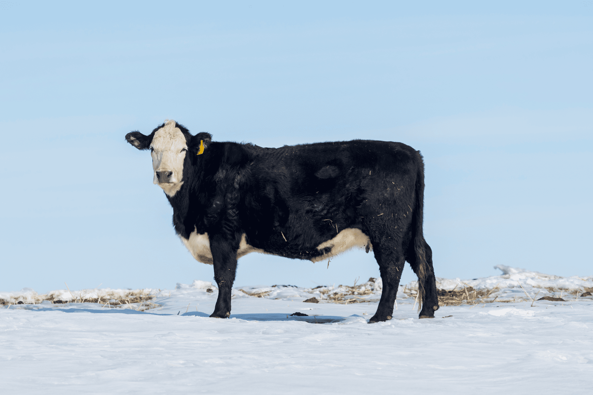 Beef cattle production in Canada