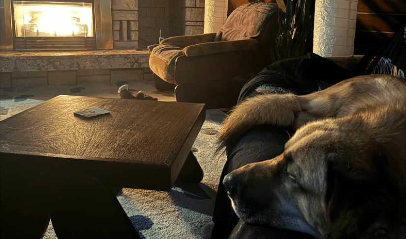 Long-term resident Oso finds forever dog dad - BC SPCA