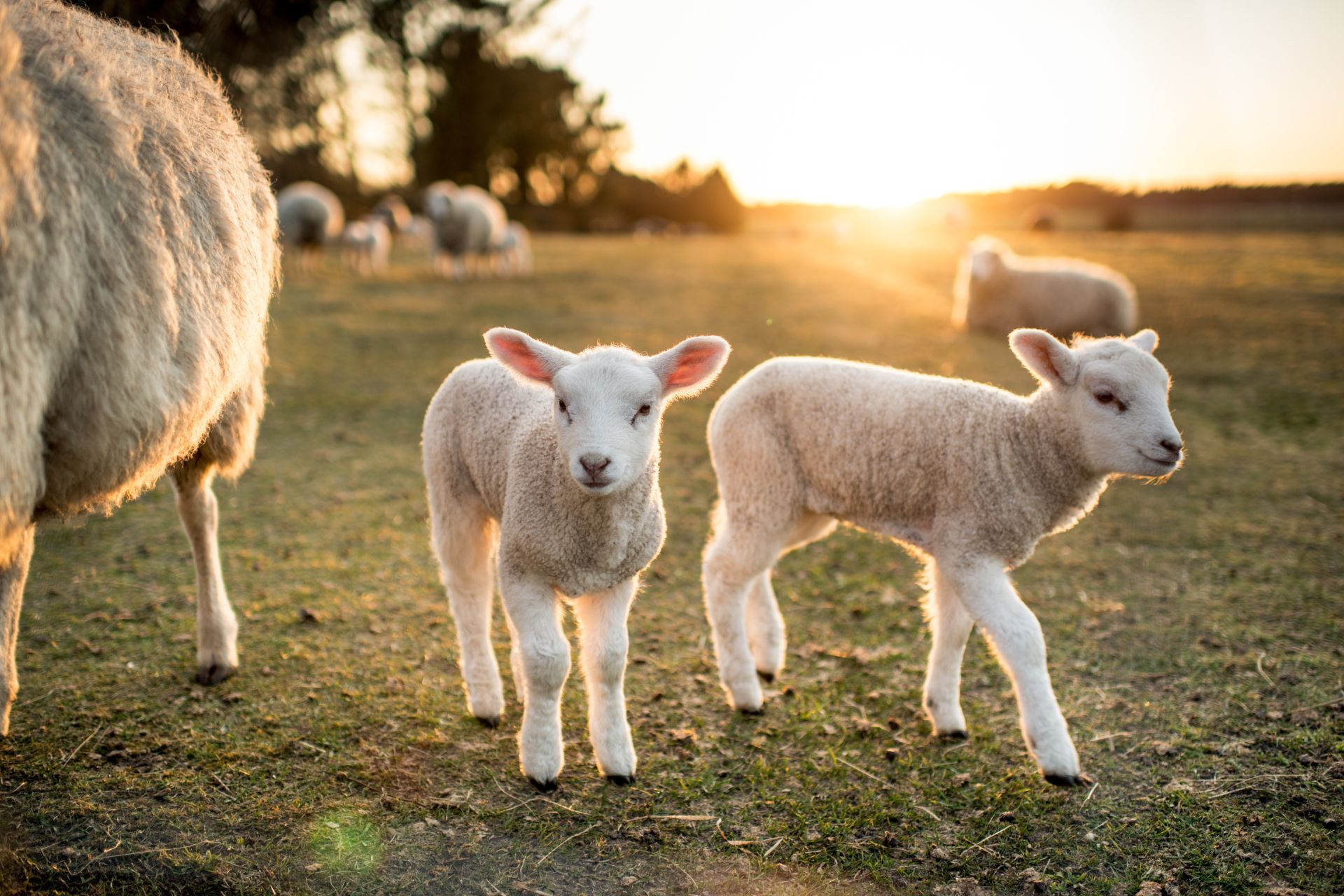 10 fun facts about sheep - BC SPCA