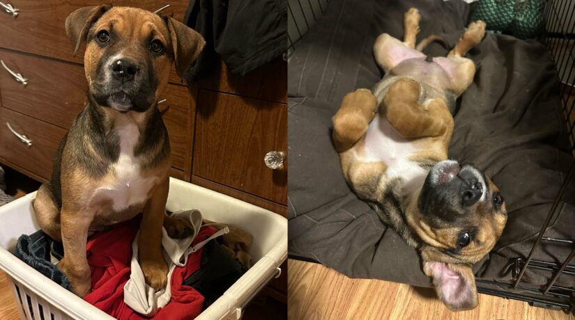 Momma Maya and her nine pups new lease on life - BC SPCA