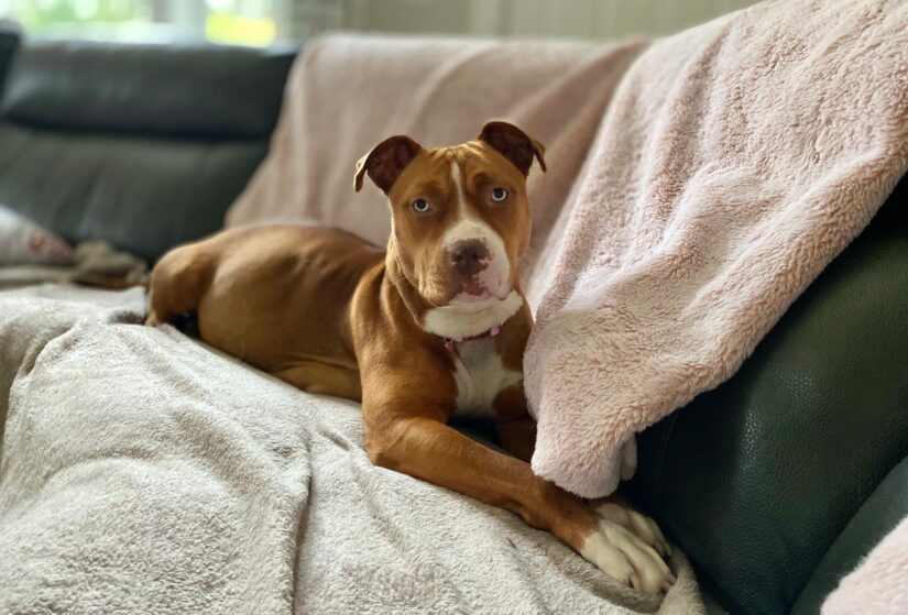 Momma Maya and her nine pups new lease on life - BC SPCA