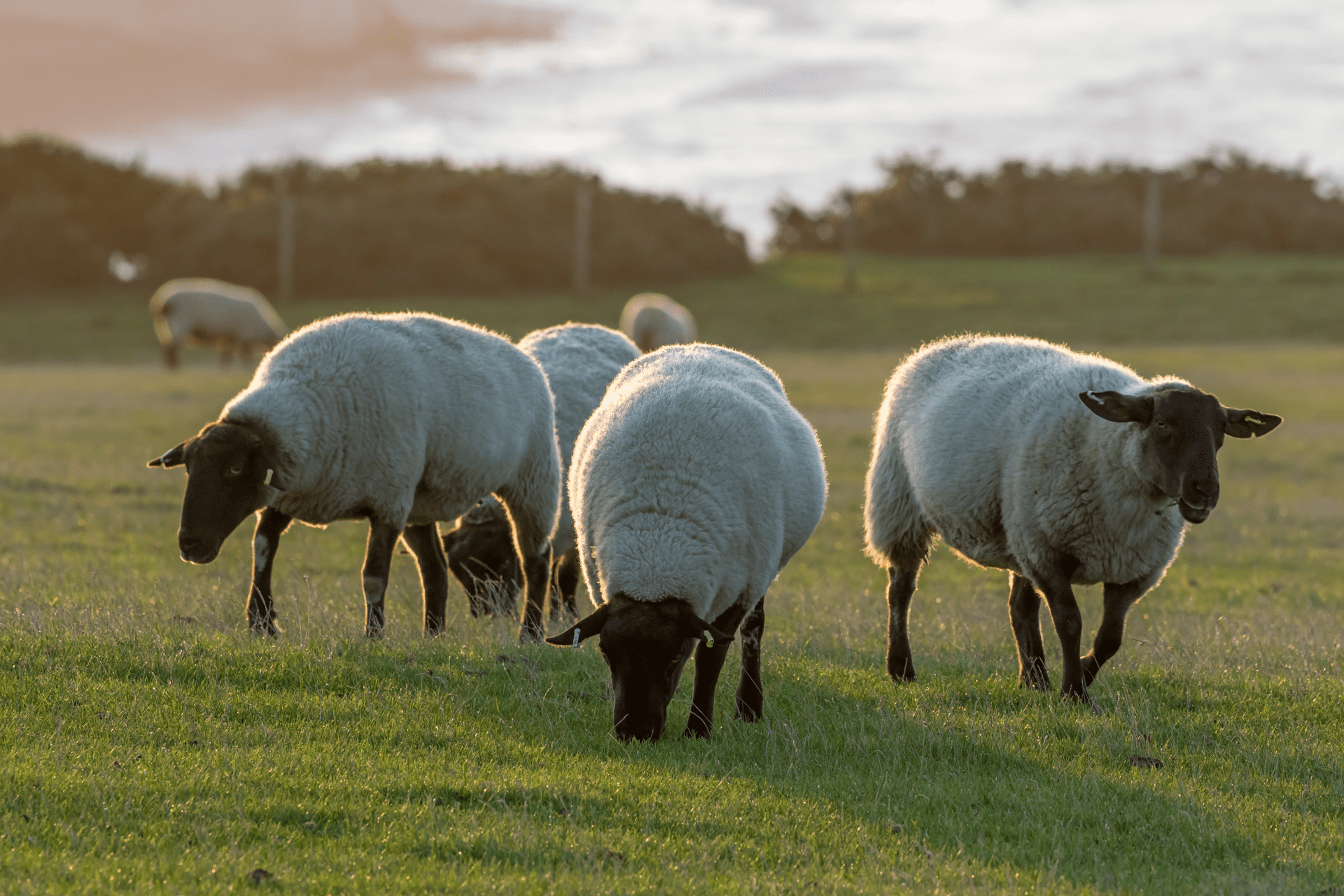 Sheep and lamb production in Canada