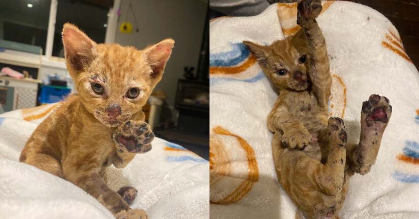 Kittens rescued from fire win the hearts of a community - BC SPCA