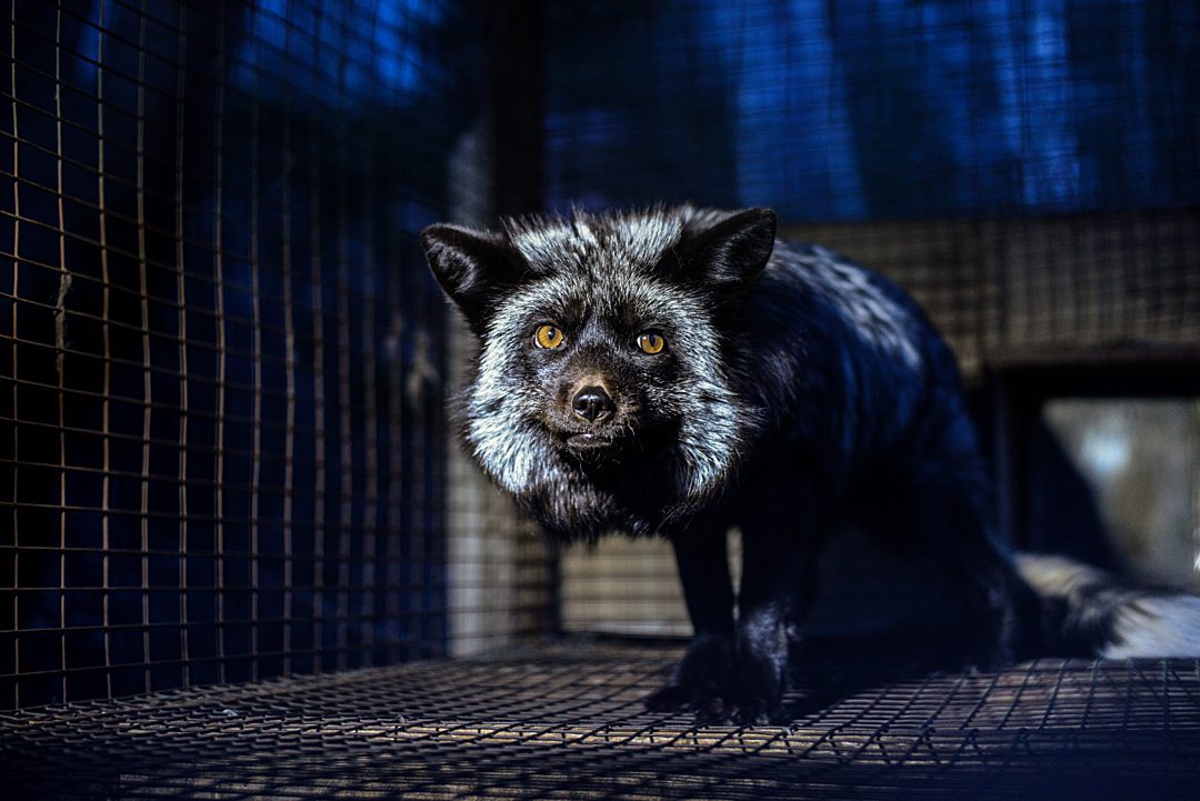 End fur farming in Canada