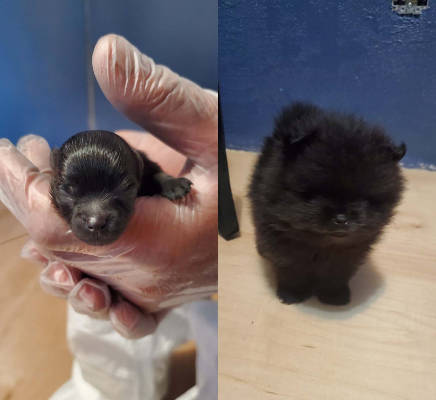 Update: Pomeranian moms from 32 dog seizure