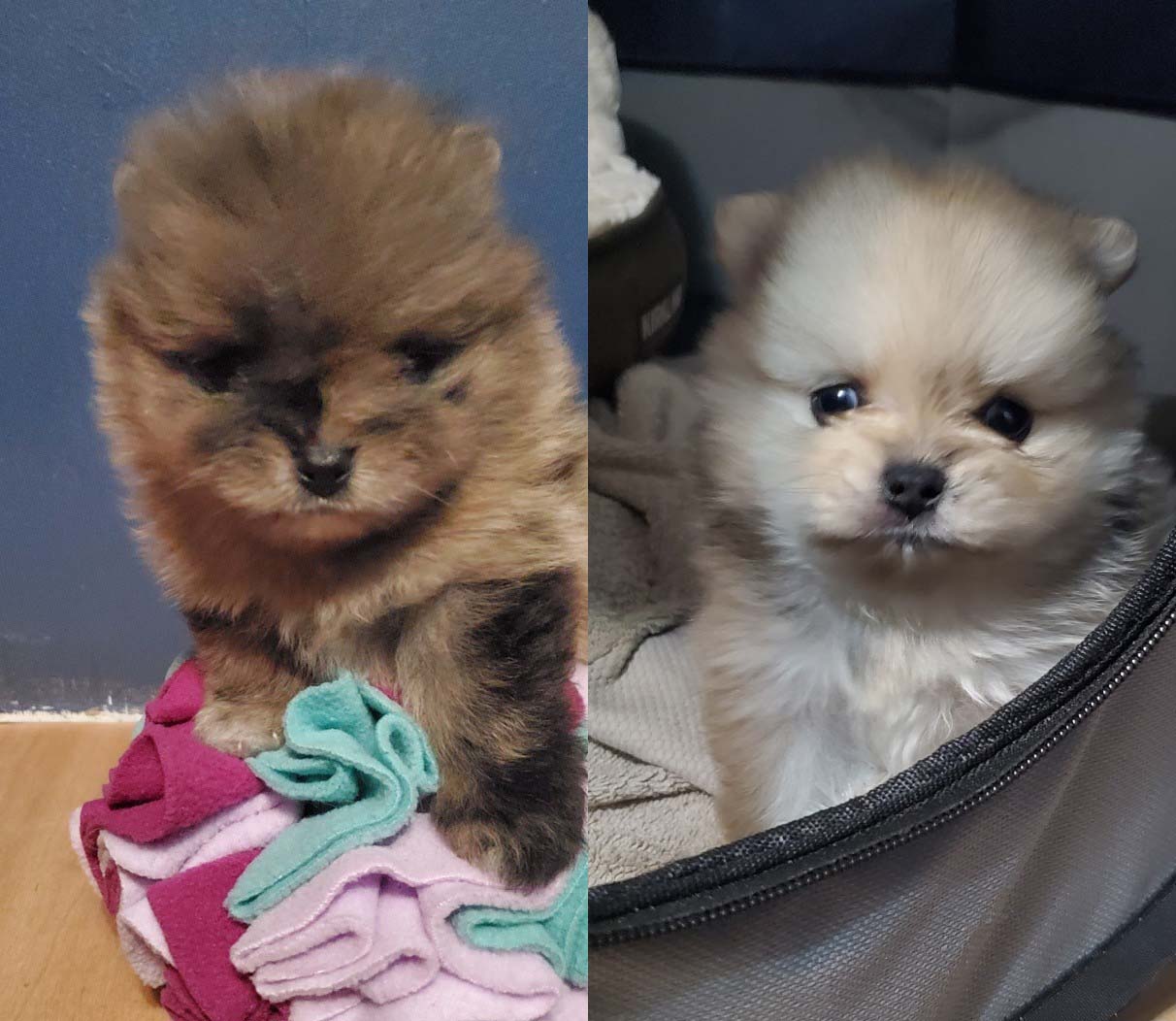 Update: Pomeranian moms from 32 dog seizure