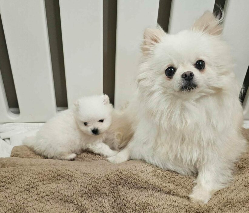 Update: Pomeranian moms from 32 dog seizure