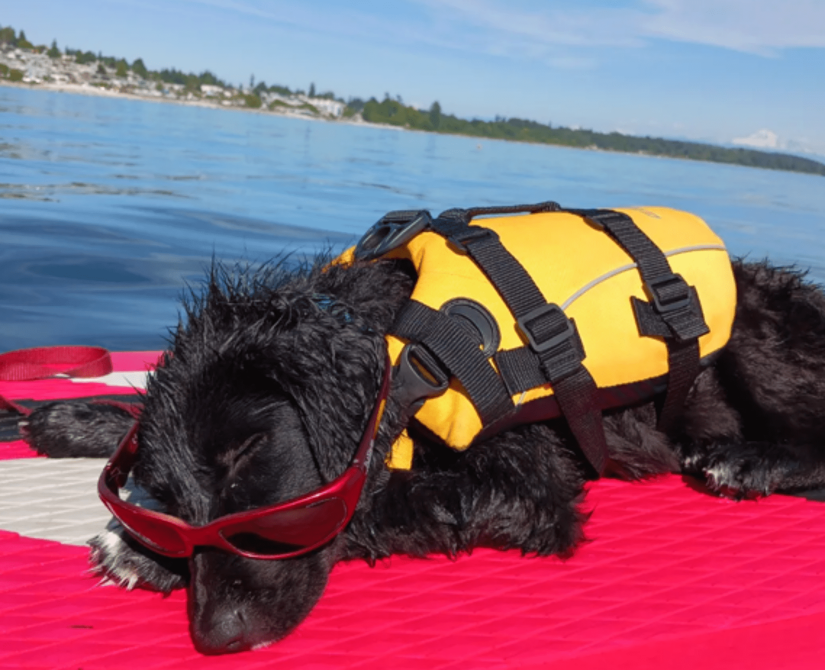 Skippy Hashbrown Laing (formerly Raine) - BC SPCA