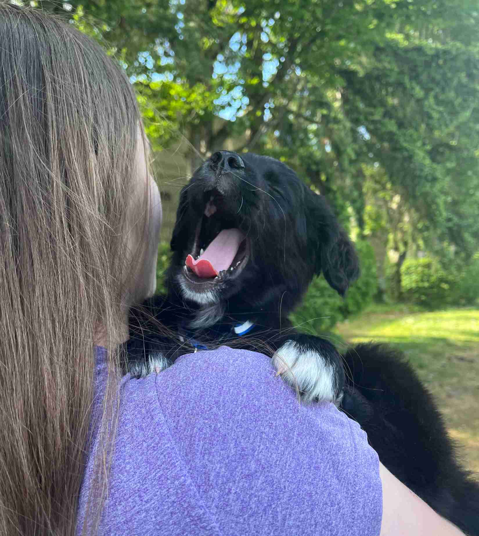 Skippy Hashbrown Laing (formerly Raine) - BC SPCA
