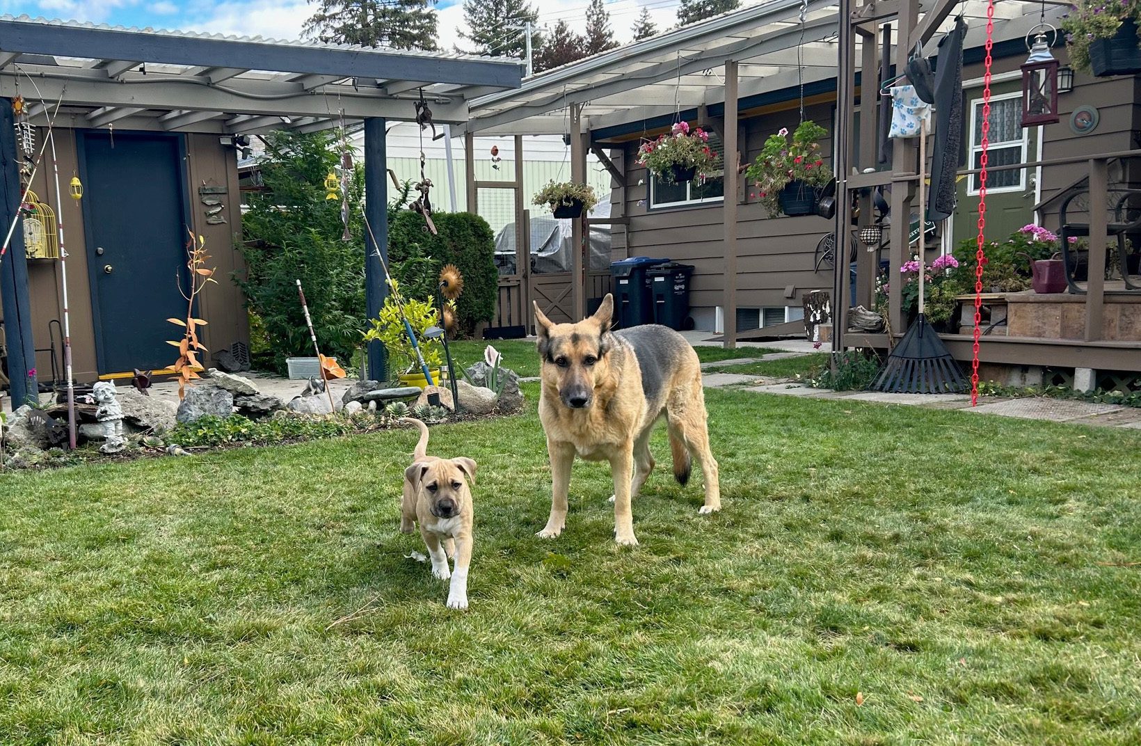 Update on the nine puppies born into BC SPCA’s care after their mom was ...