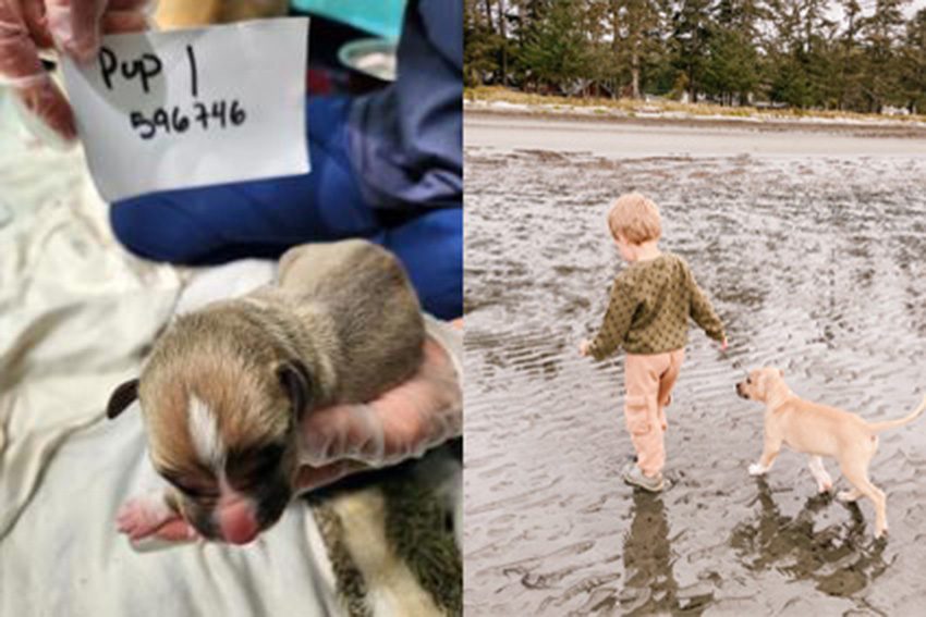 Update on the nine puppies born into BC SPCA’s care after their mom was ...