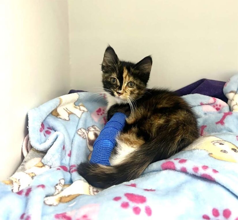 Update: Tiny kitten found on side of road with seriously injured leg ...