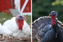 10 fun facts about turkeys - BC SPCA