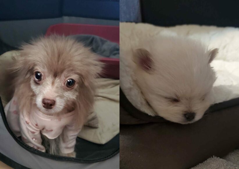 Update: Pomeranian moms from 32 dog seizure