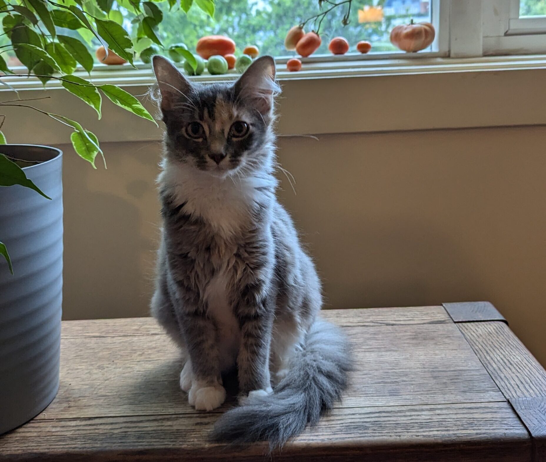 Make a holiday gift to the animals | BC SPCA