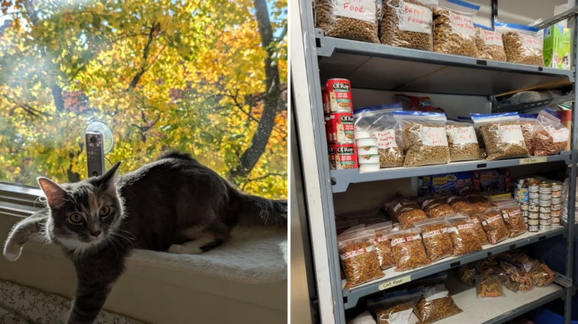 Make a holiday gift to the animals | BC SPCA