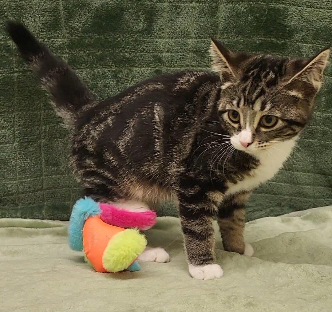 BC SPCA animal protection officer rescues seven kittens from hazardous ...