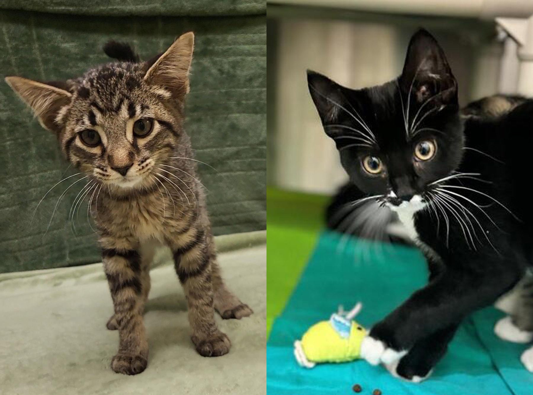 BC SPCA animal protection officer rescues seven kittens from hazardous ...
