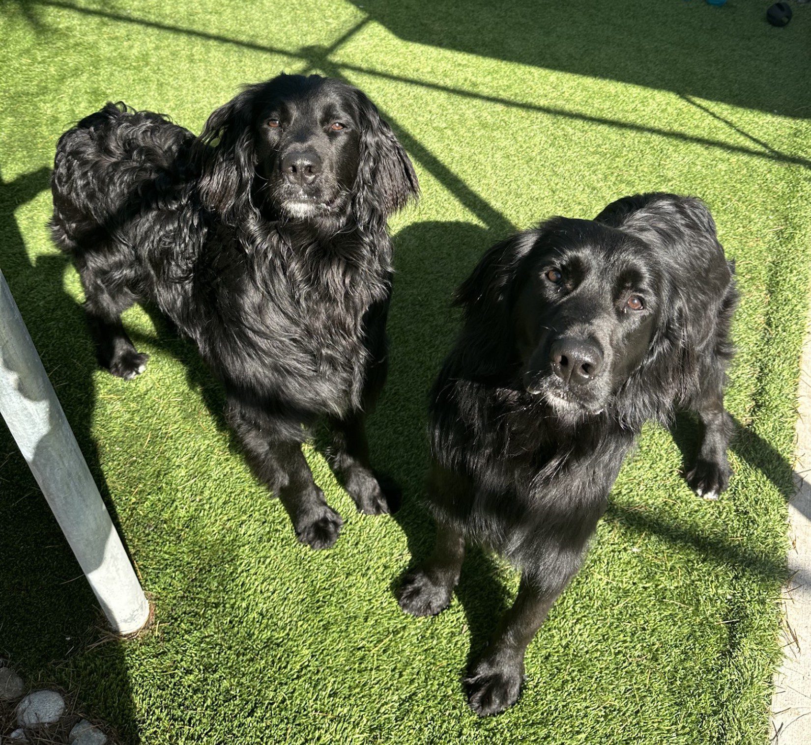 Lincoln and Louie - BC SPCA