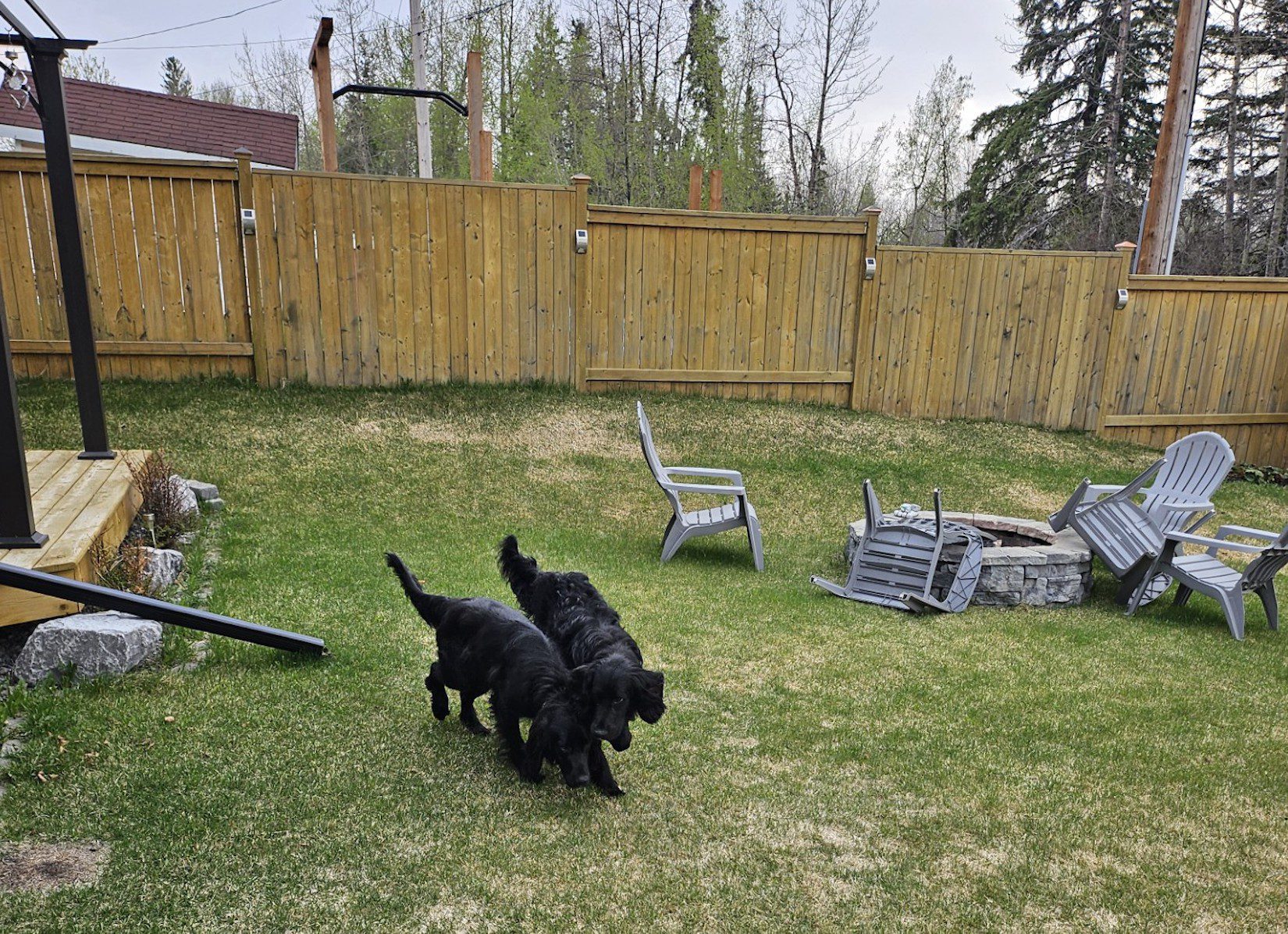 Lincoln and Louie - BC SPCA