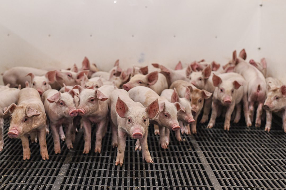 Pig production in Canada