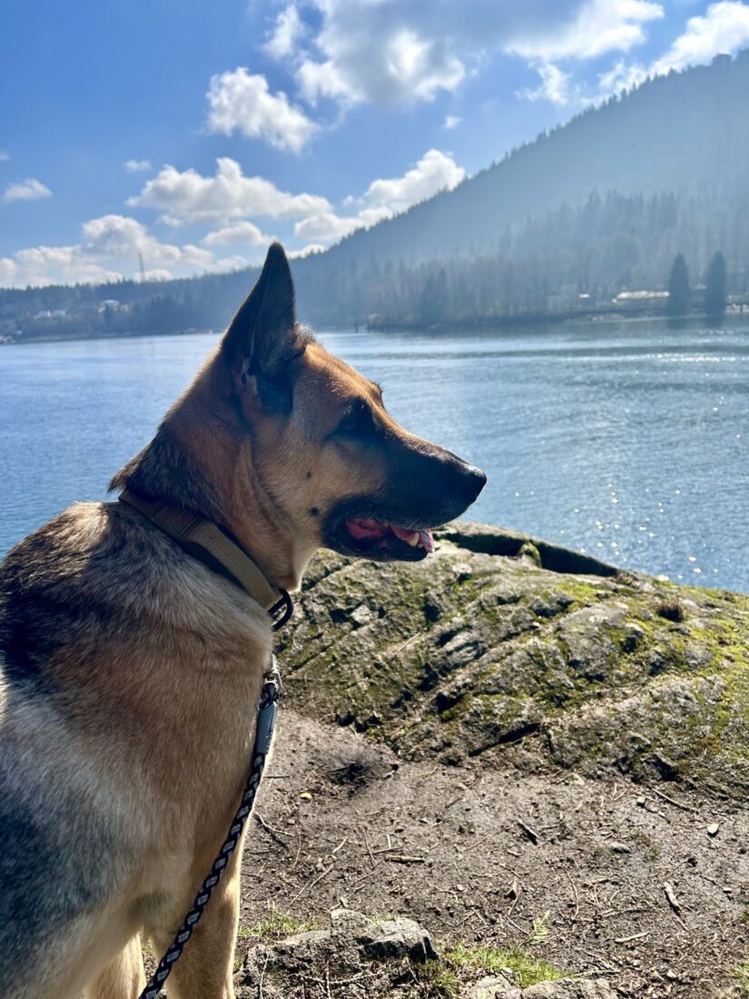 BC SPCA West Vancouver