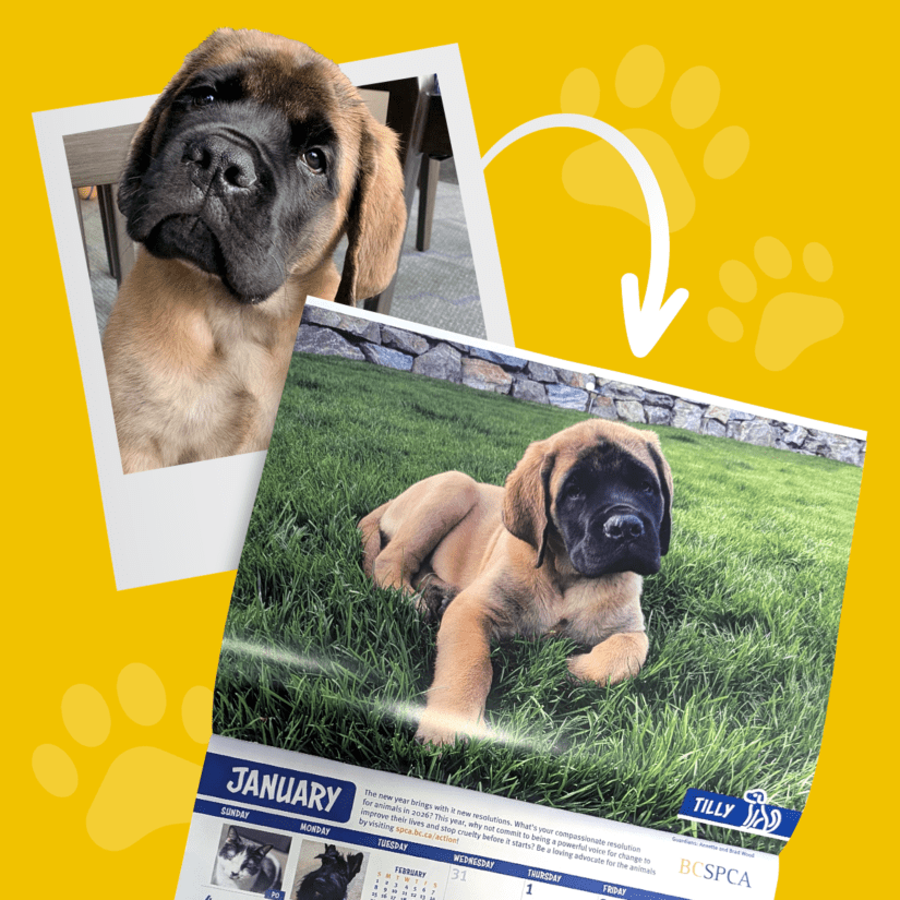 BC SPCA Provincial Office