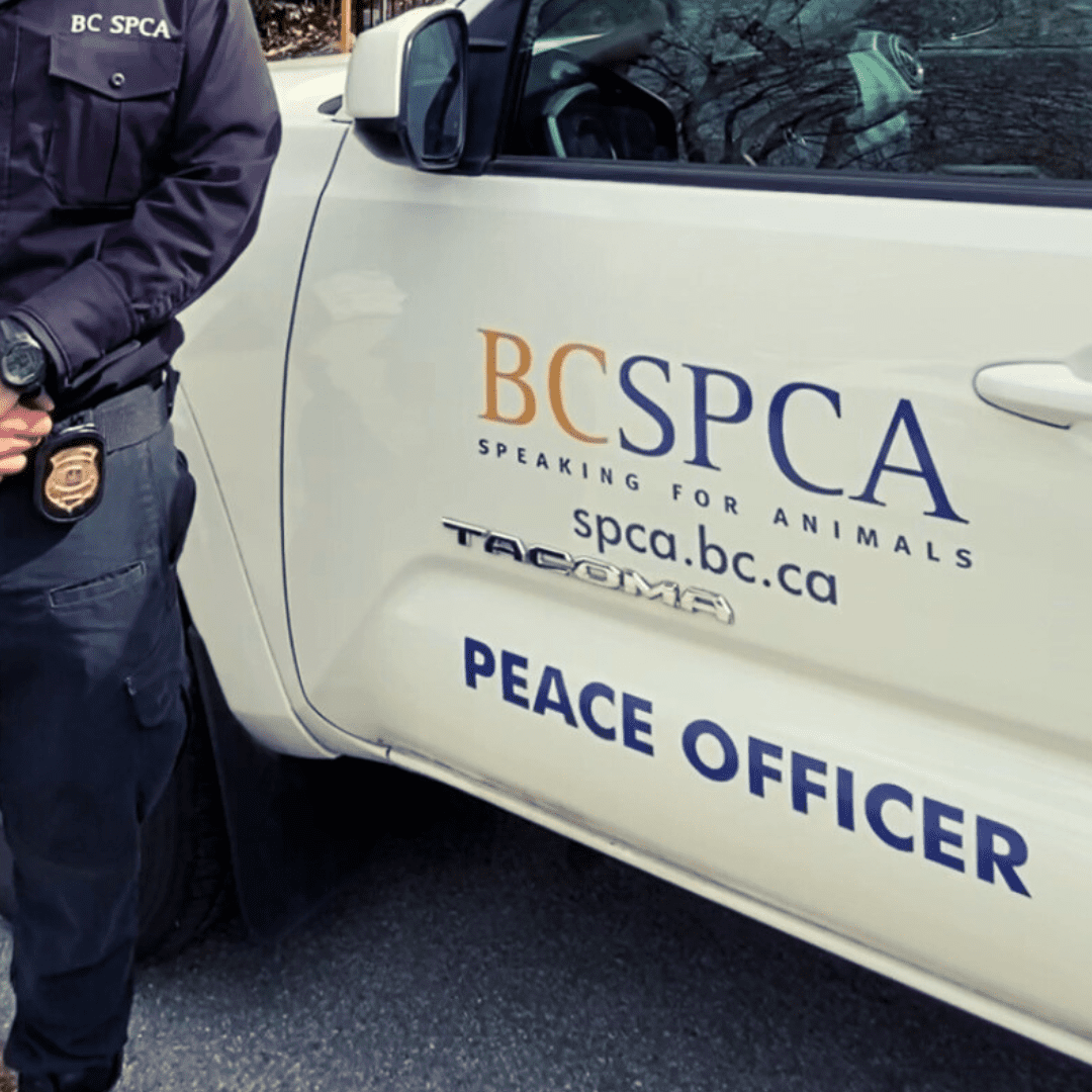 BC SPCA Kelowna