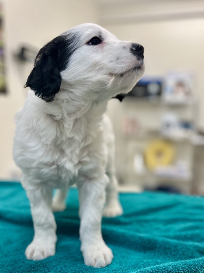 BC SPCA Vancouver