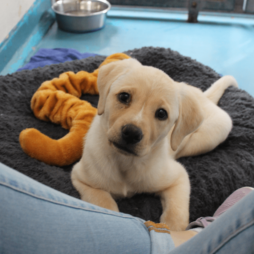 BC SPCA West Vancouver