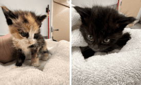 Shih Tzu rescues two tiny, scared kittens - BC SPCA