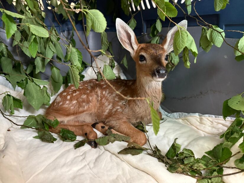 Wild ARC Year in Review - 2,182 wild patients treated in 2025! - BC SPCA