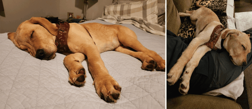Update: Labrador puppy left on BC SPCA doorstep - BC SPCA
