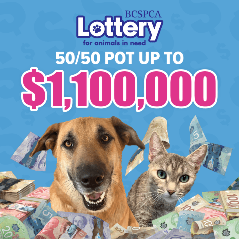 BC SPCA Kamloops