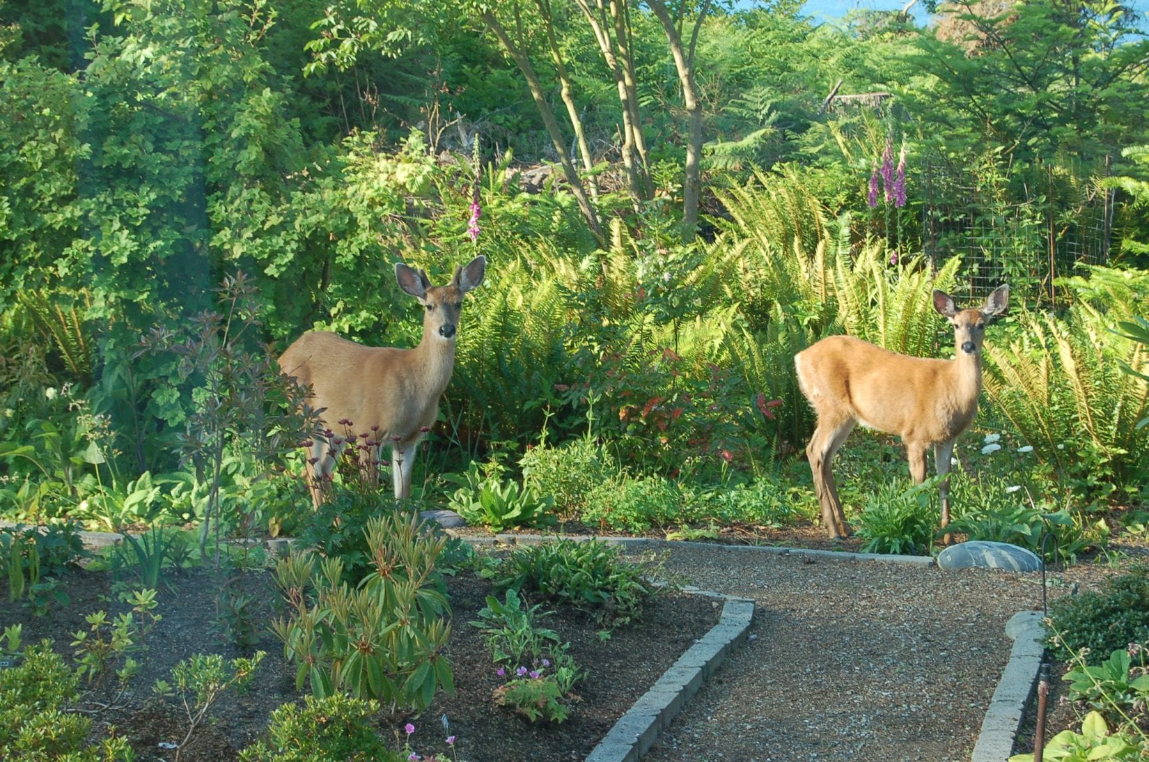 Gardening with deer tips and tricks for a deer friendly garden