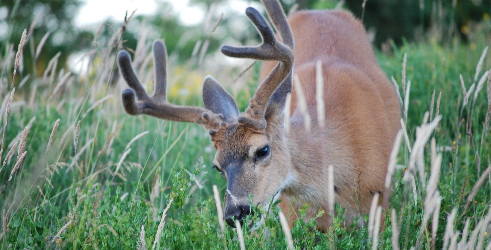 Gardening with deer tips and tricks for a deer friendly garden