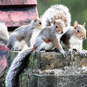 Learn about B.C. wildlife - BC SPCA