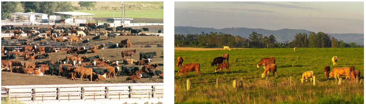 Understanding higher-welfare food labels