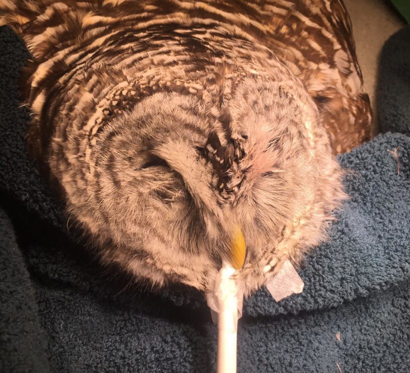Beautiful Barred owl suffers life-altering injury, needs your help to ...