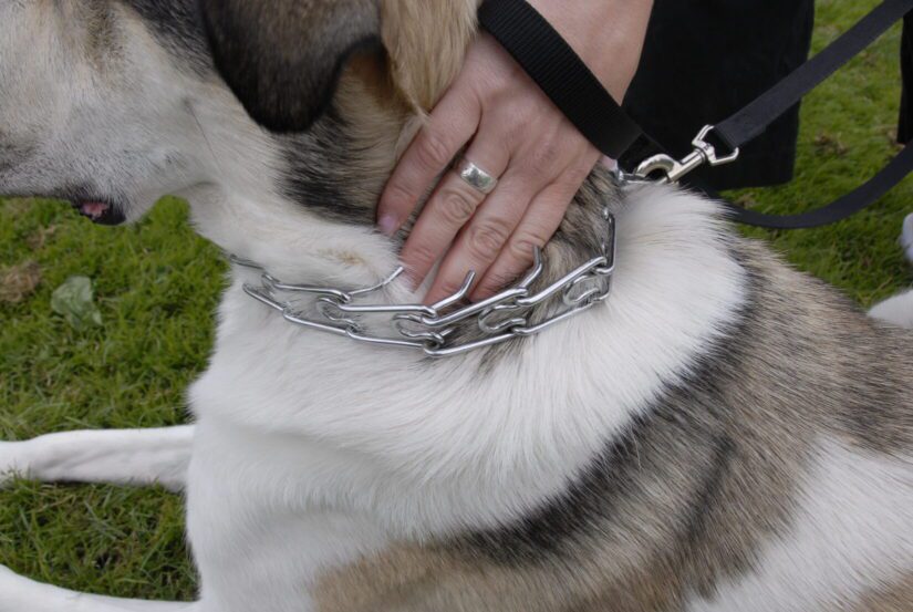 Dog training shows – what can we learn from TV dog trainers? - BC SPCA