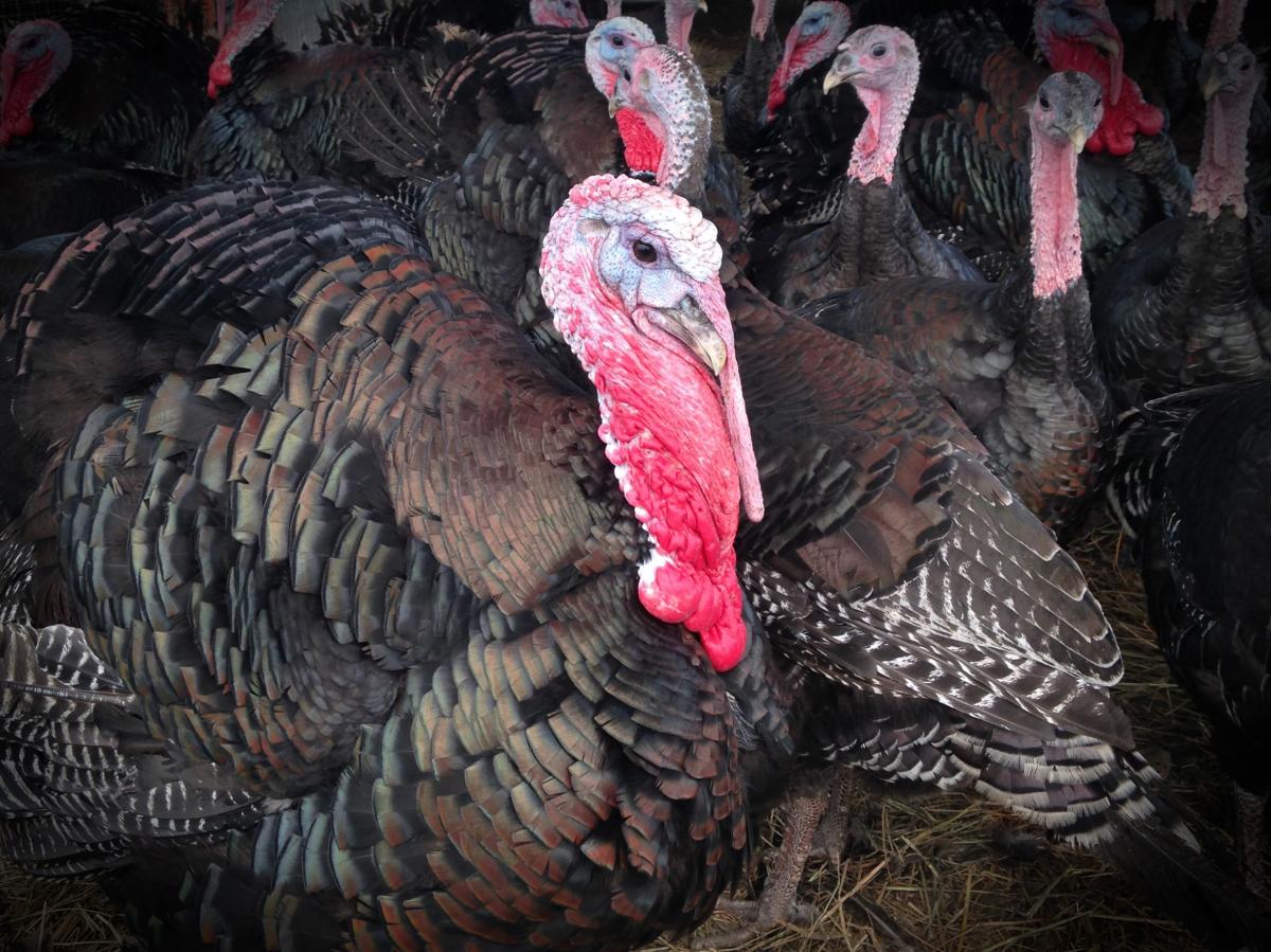 Turkey farming in Canada