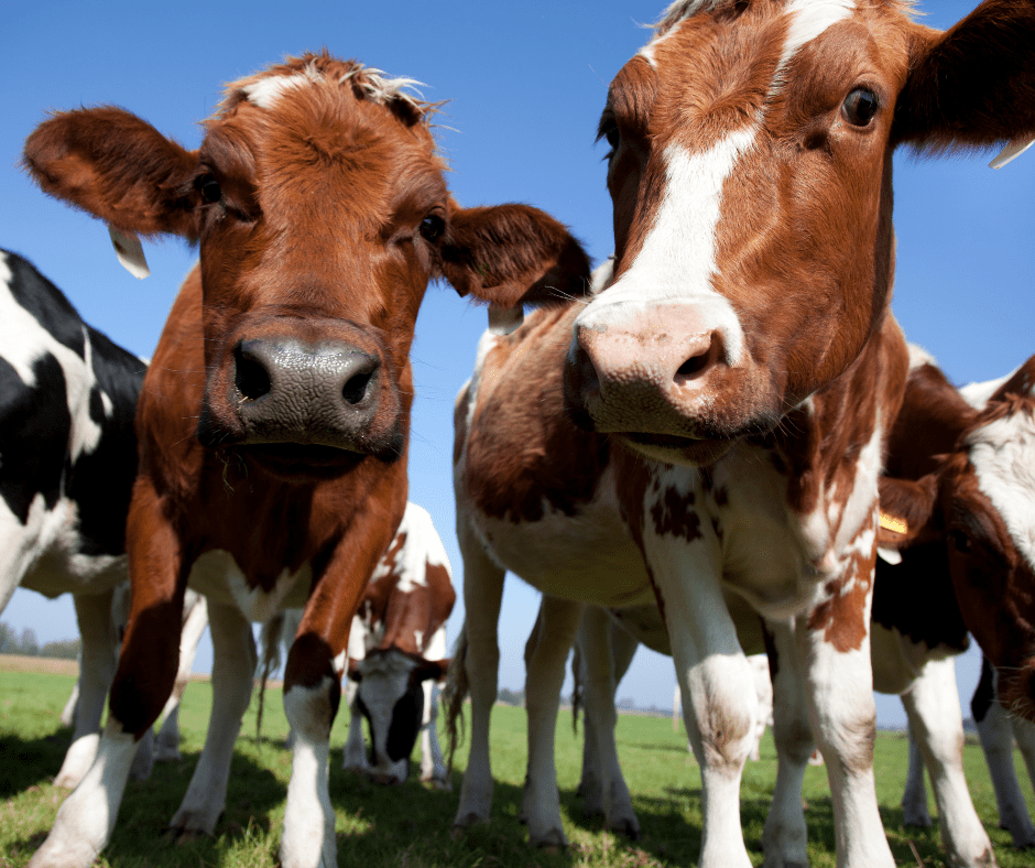 Fun facts about cows - BC SPCA